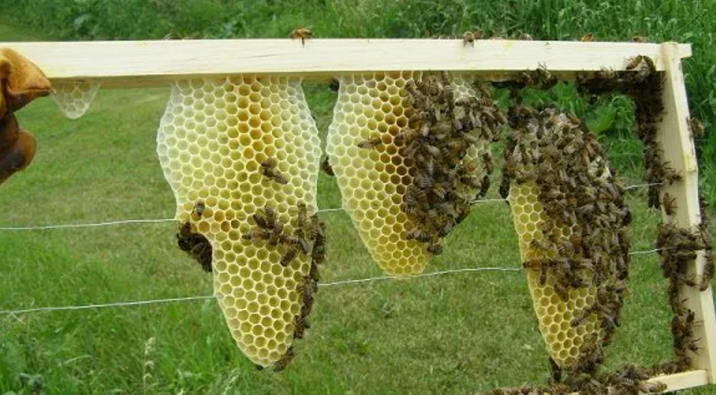 Starting Beekeeping: How to Properly Install Beehive Foundation into B ...