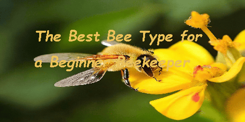What is the best bee type for a beginner beekeeper? A Guide to Choosin ...