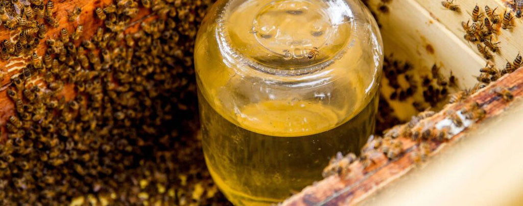 What is the food of bees?Pollen vs. Nectar – ihivefarm