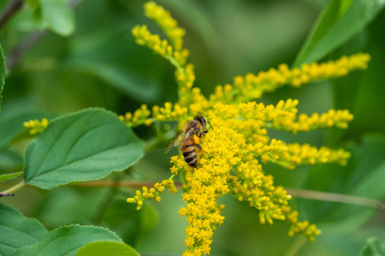 What do beekeepers do in spring?A Spring Beekeeping Checklist – ihivefarm