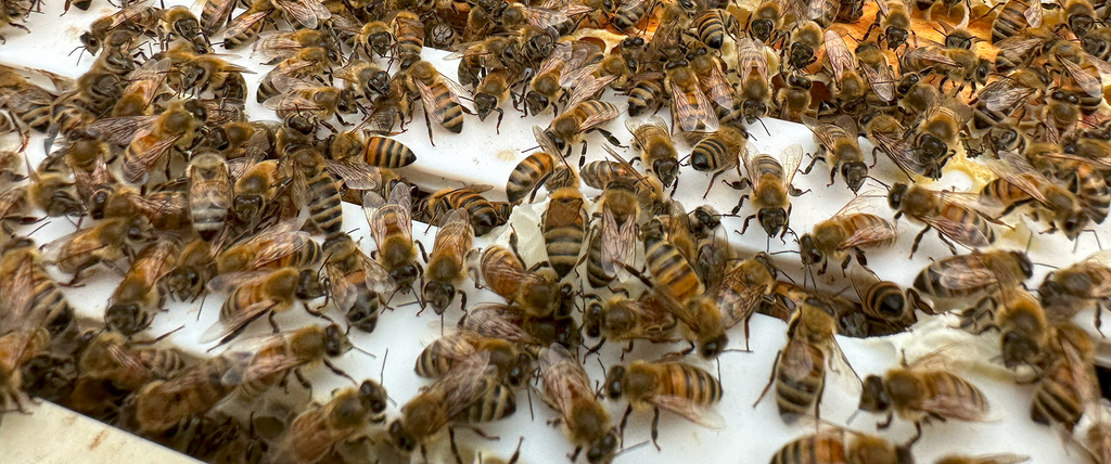 what do hive beetles do to a beehive?The Threat and How to Protect You ...