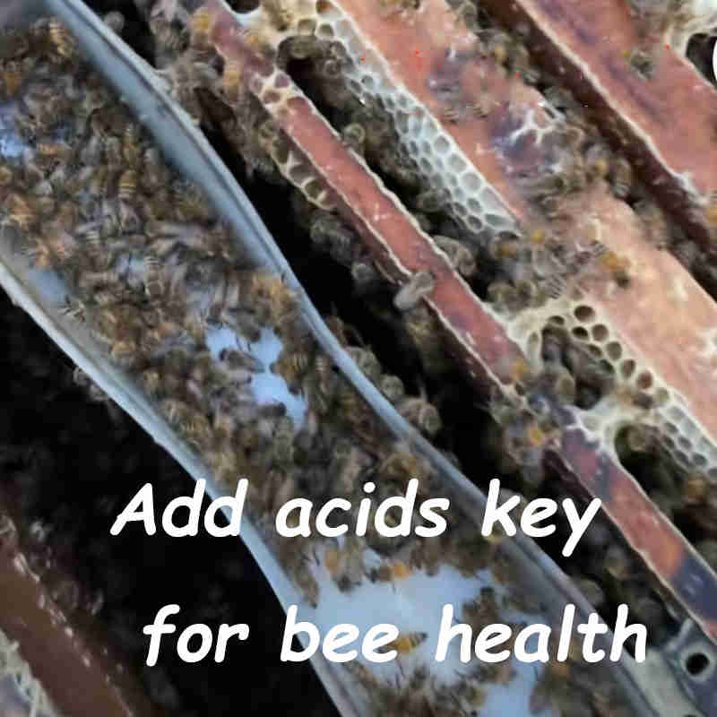 Fondant Bee Food Supplement Solid bee feed 2lb – ihivefarm